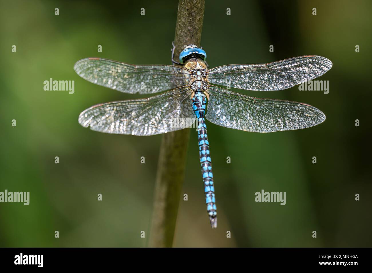 The tall man by the pond lands on a broken reed Stock Photo - Alamy