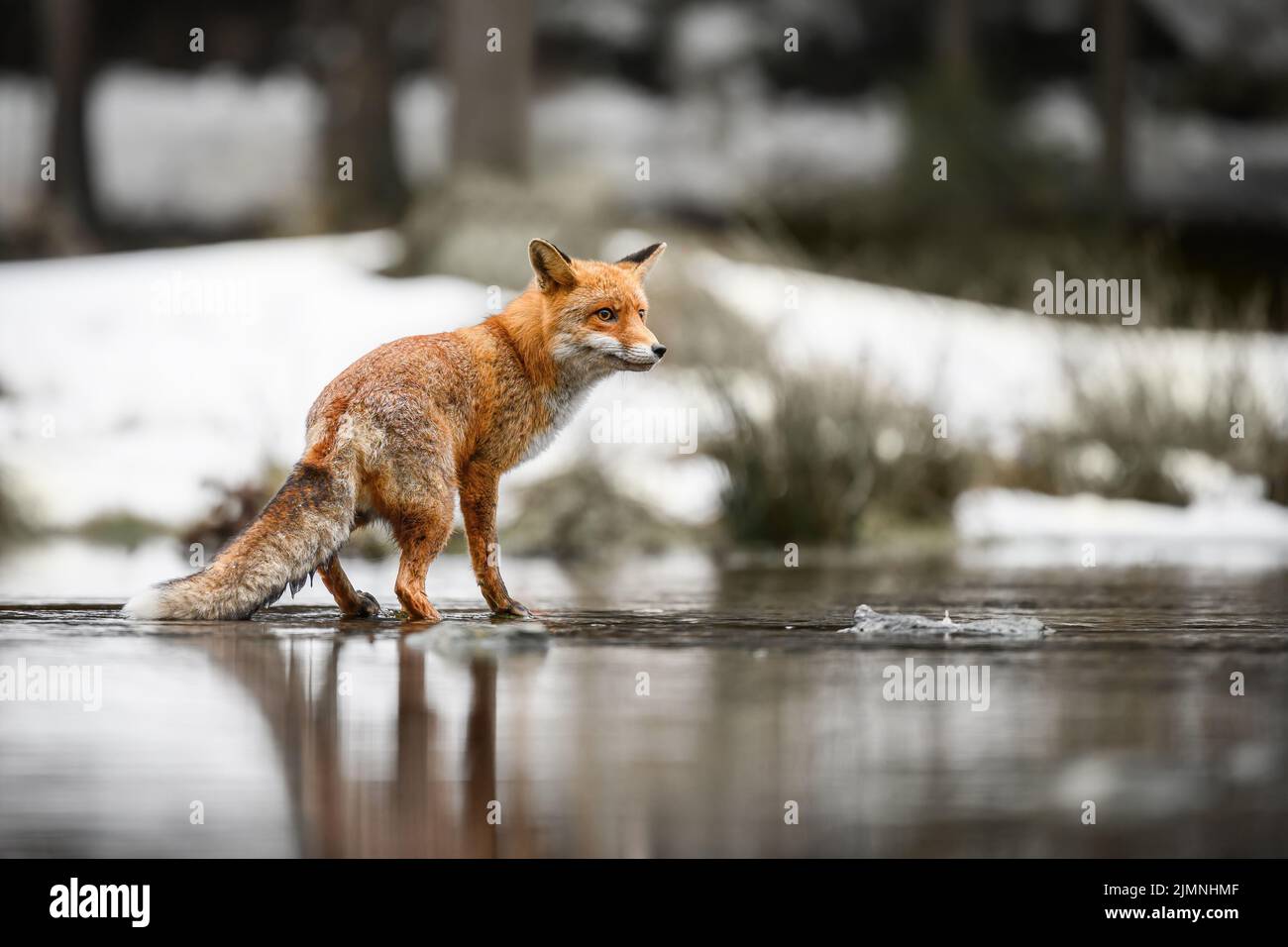 Foxes forest hi-res stock photography and images - Alamy