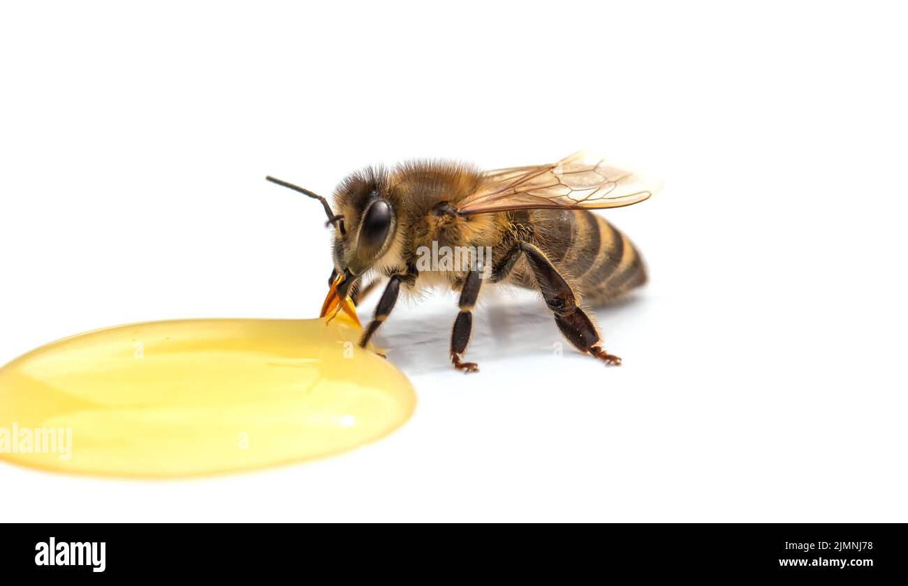 Bee pollinating flower close Cut Out Stock Images & Pictures - Alamy