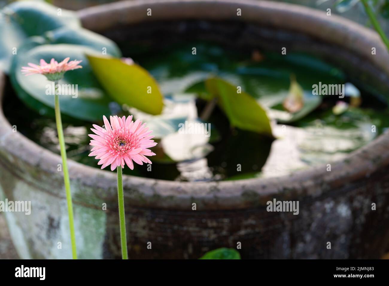 A closeup shot of pink Transvaal daisy flowers with an artificial pond ...