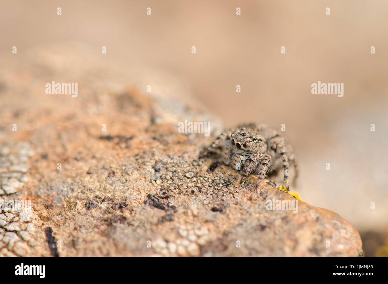 Female jumping spider Aelurillus lucasi. The Nublo Rural Park. Tejeda ...