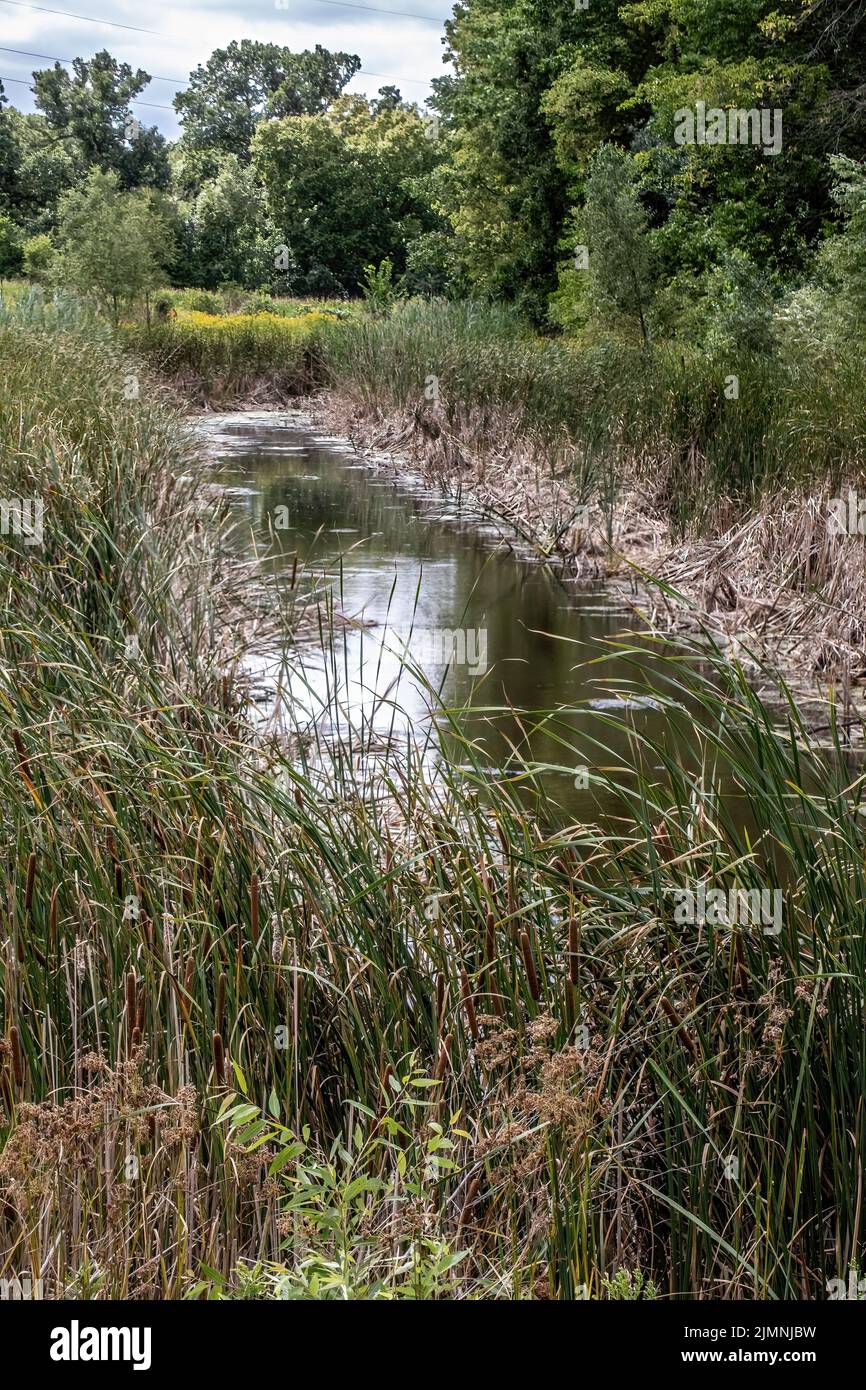 Wetland area with cattails and weeds along the edge of the water ...