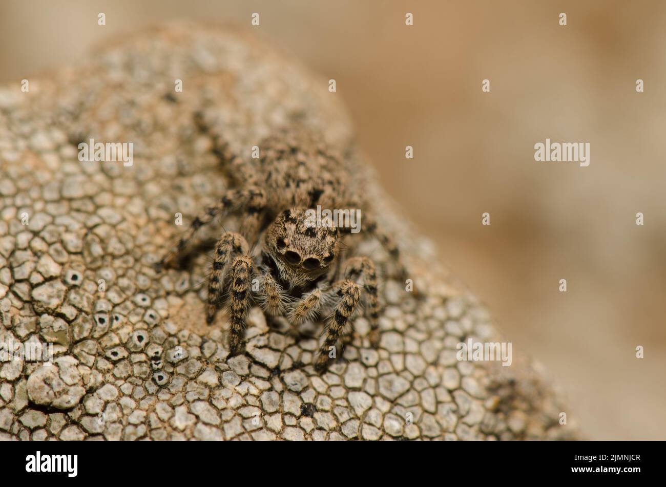 Female jumping spider Aelurillus lucasi. The Nublo Rural Park. Tejeda ...