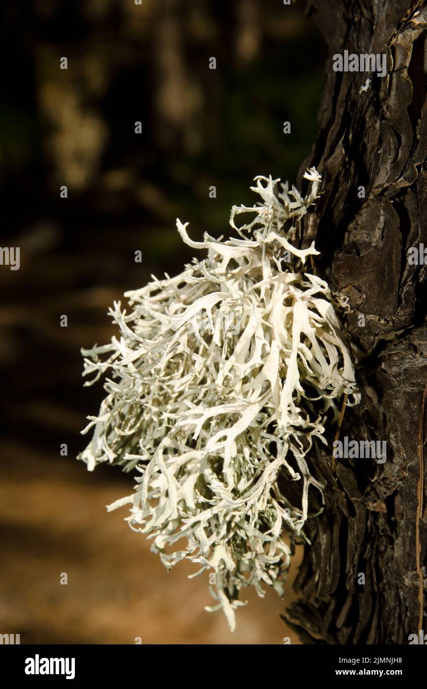 Strap lichen Ramalina sp on a trunk of Canary Island pine Pinus ...