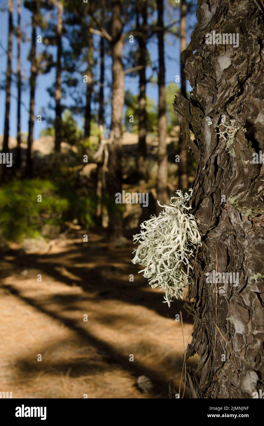 Strap lichen Ramalina sp on a trunk of Canary Island pine Pinus ...