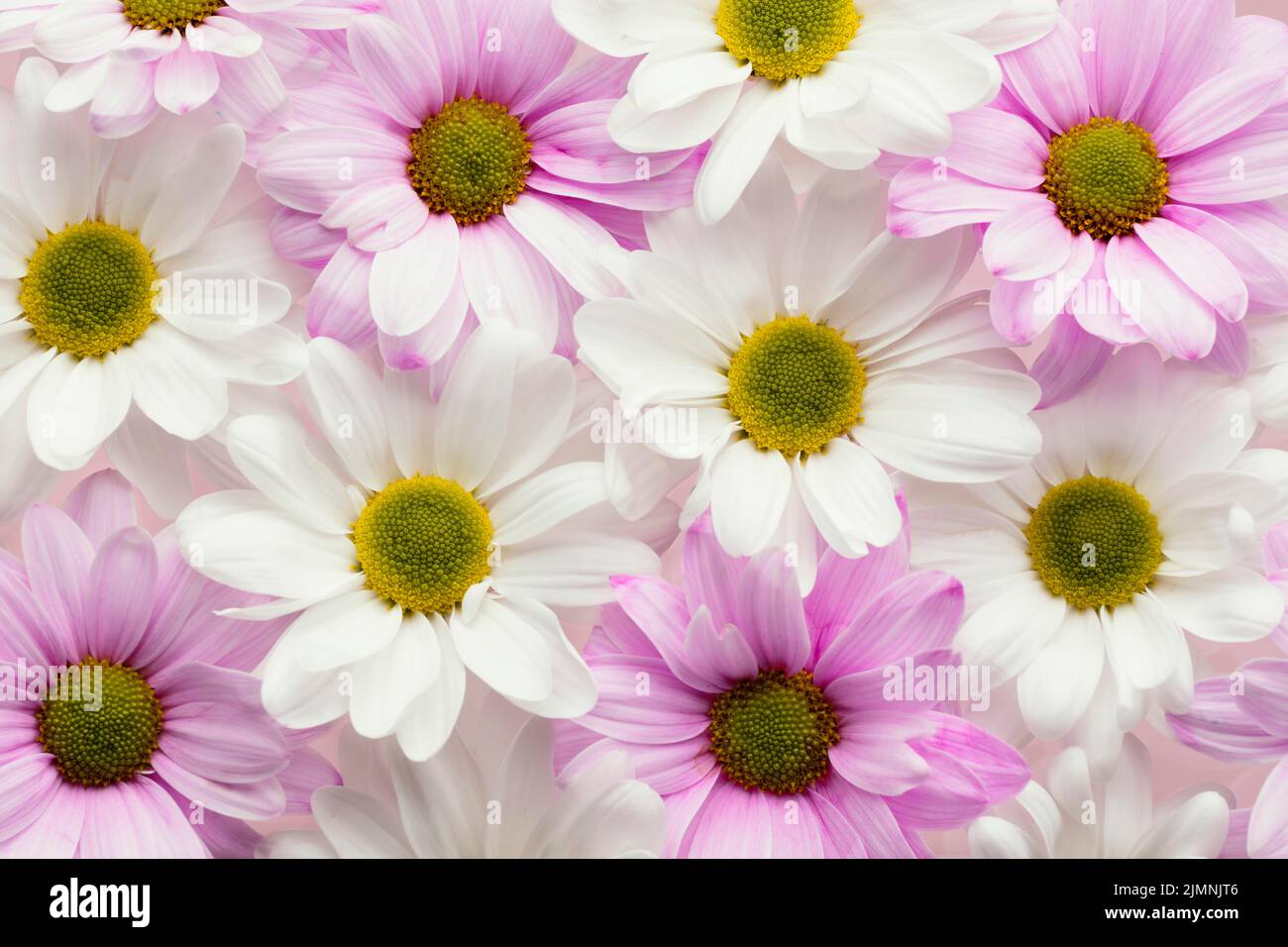 Top view colorful spring daisies Stock Photo - Alamy