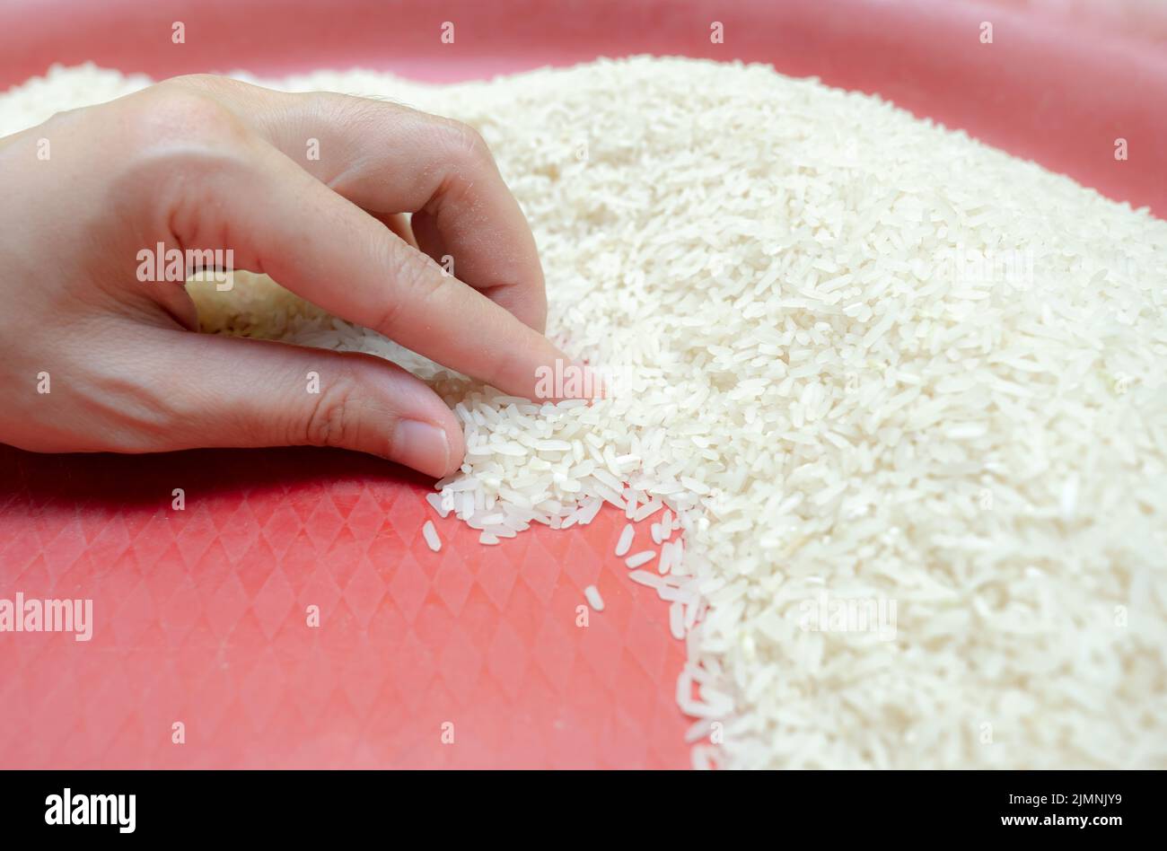 Woman hand holding rice in plastic tray. Uncooked milled white rice ...