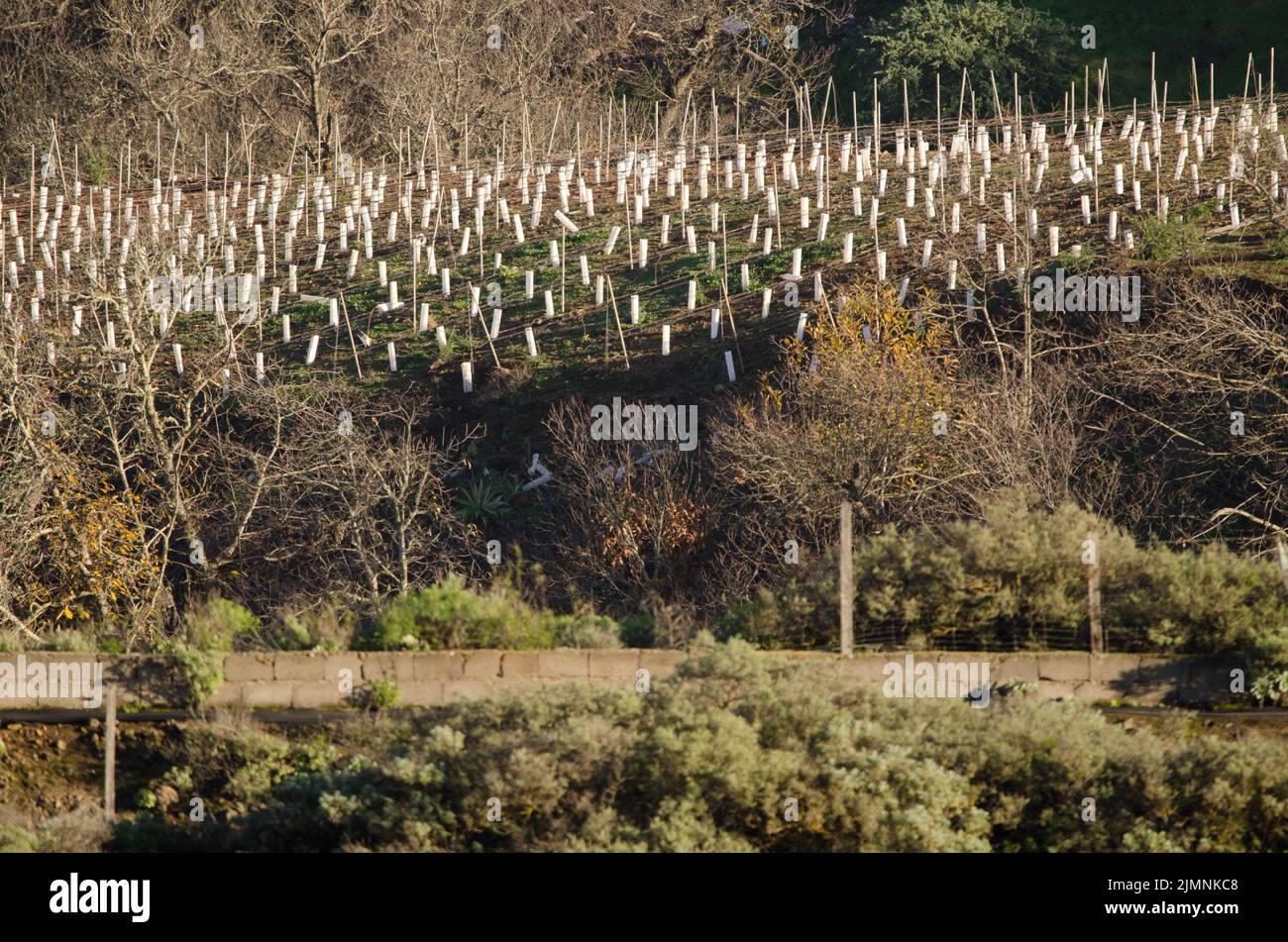 Rural landscape with a crop field. La Chapa. San Mateo. Gran Canaria ...