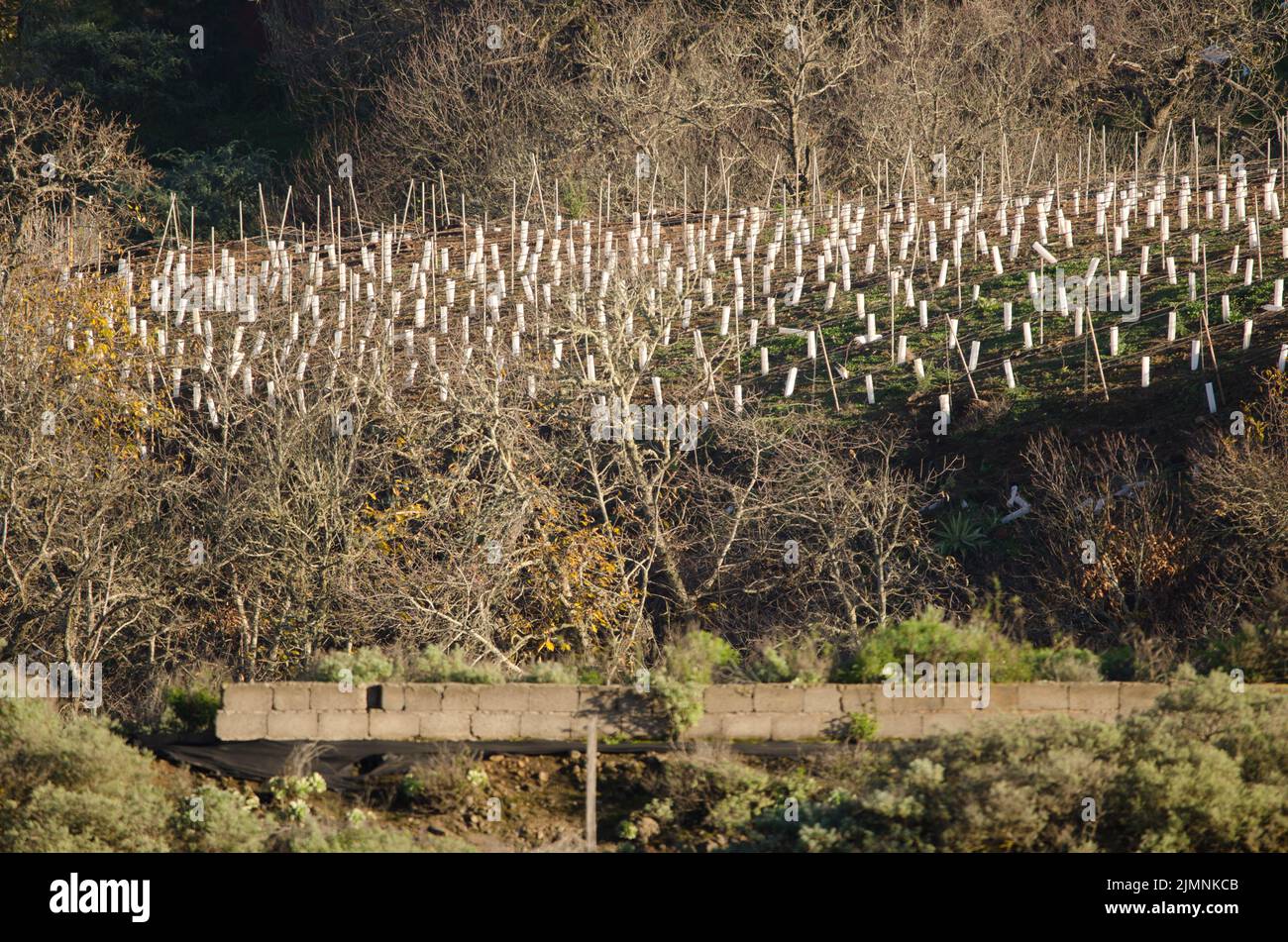 Rural landscape with a crop field. La Chapa. San Mateo. Gran Canaria ...
