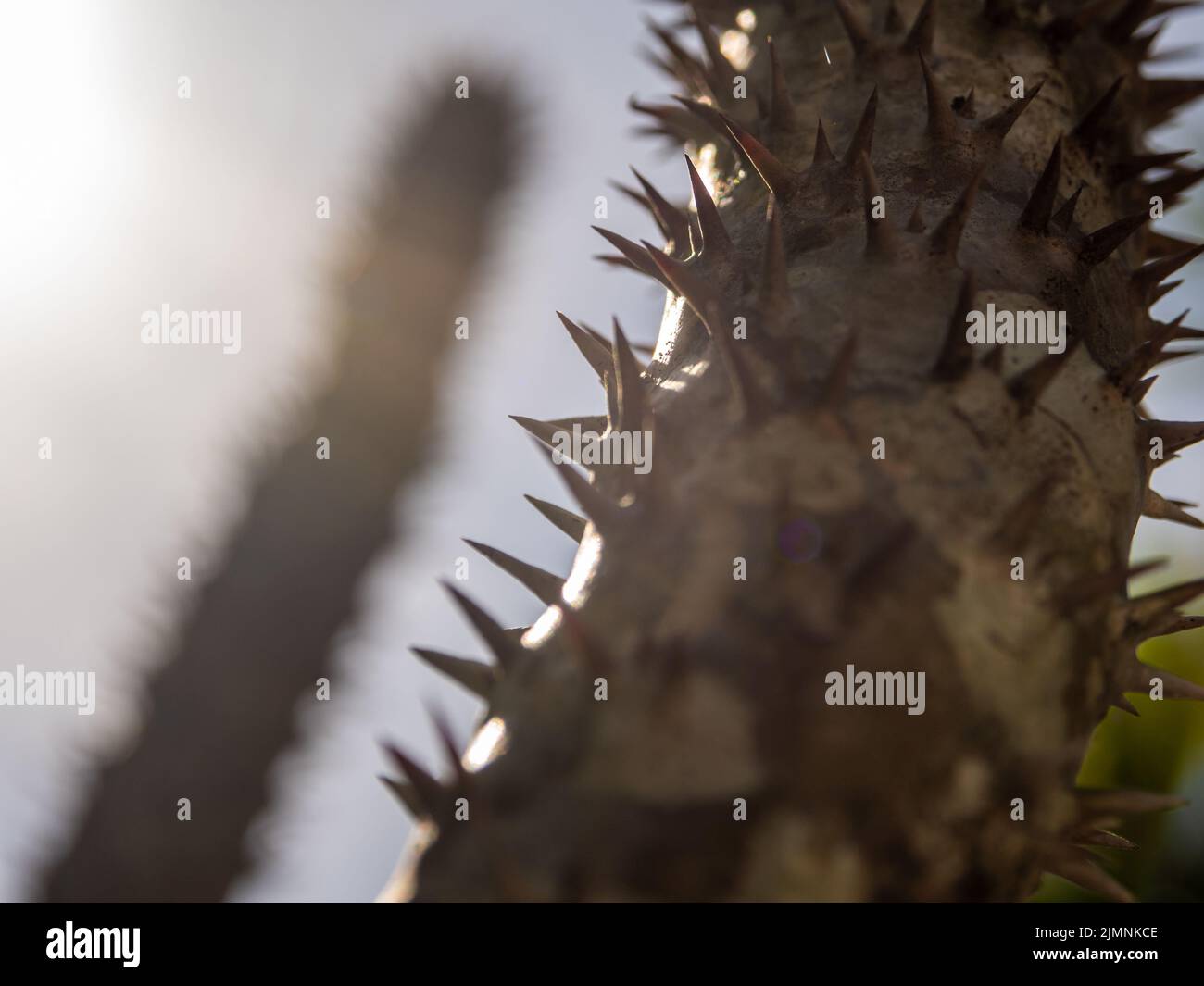 Spike spikes spiky spiked hi-res stock photography and images - Alamy
