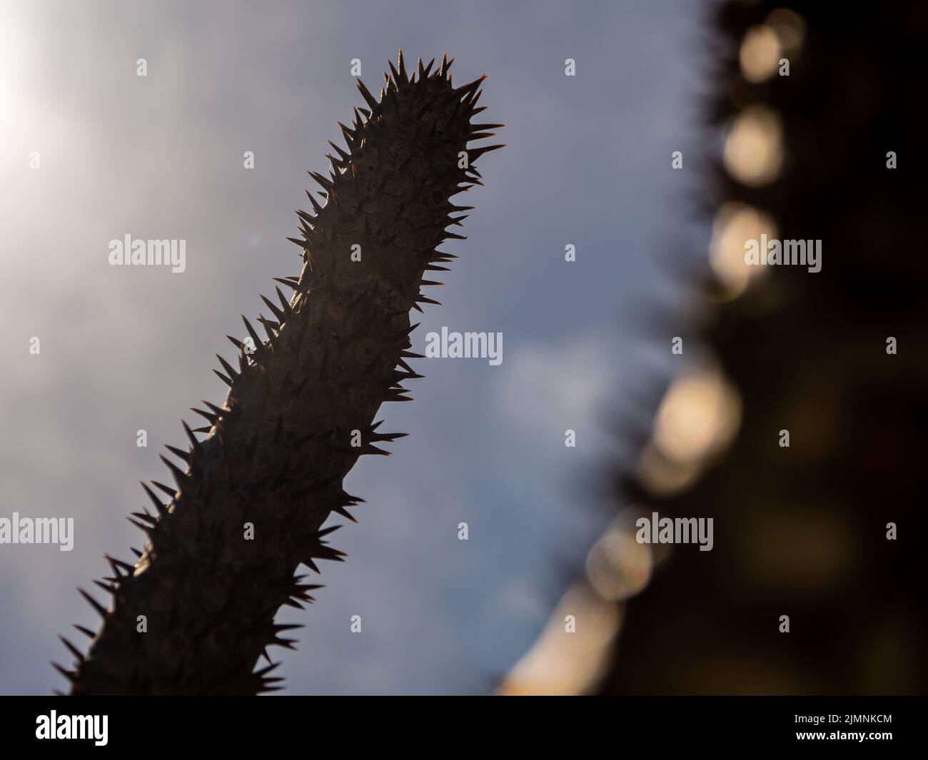 Madagascar palm the Spiky desert plant in the hard sunlight of daytime ...