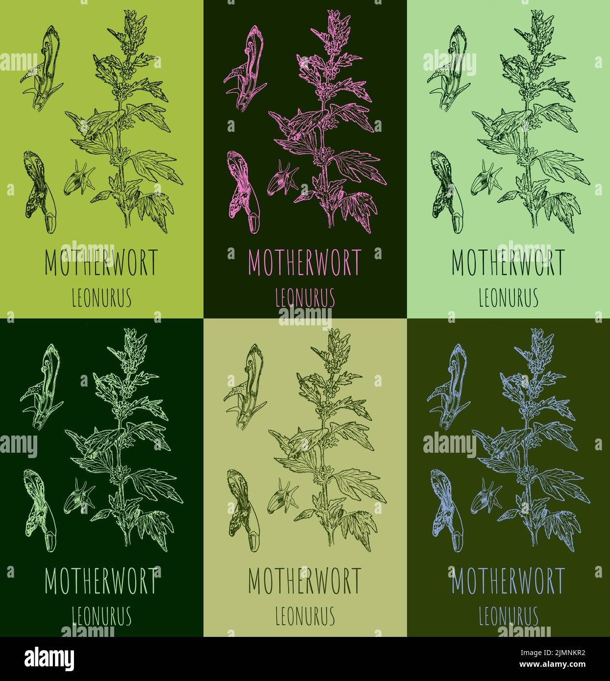 A set of Motherwort LEONURUS in various color compositions. Medicinal ...
