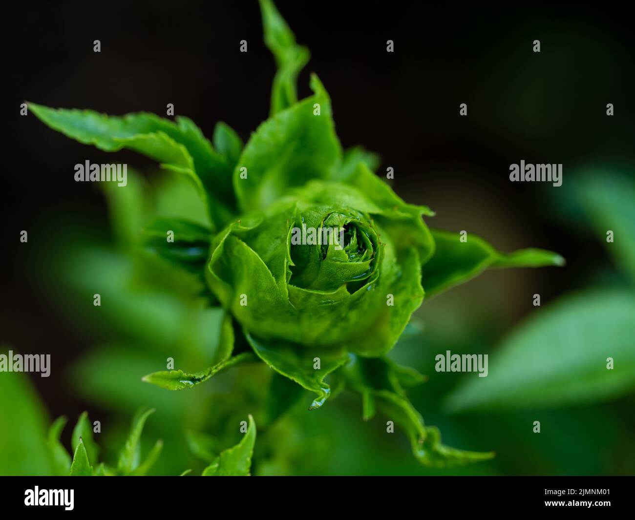 Princess Midori Roses begin to bloom the petals slowly bloom Stock ...