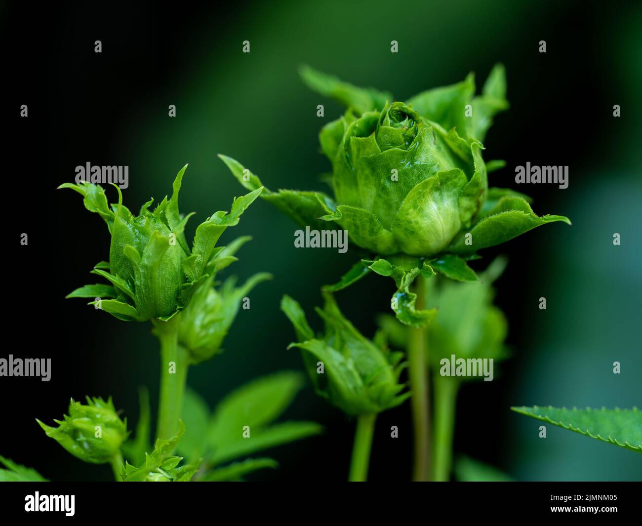 Princess Midori Roses begin to bloom the petals slowly bloom Stock ...