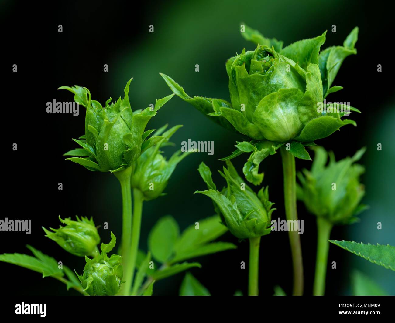 Princess Midori Roses begin to bloom the petals slowly bloom Stock ...