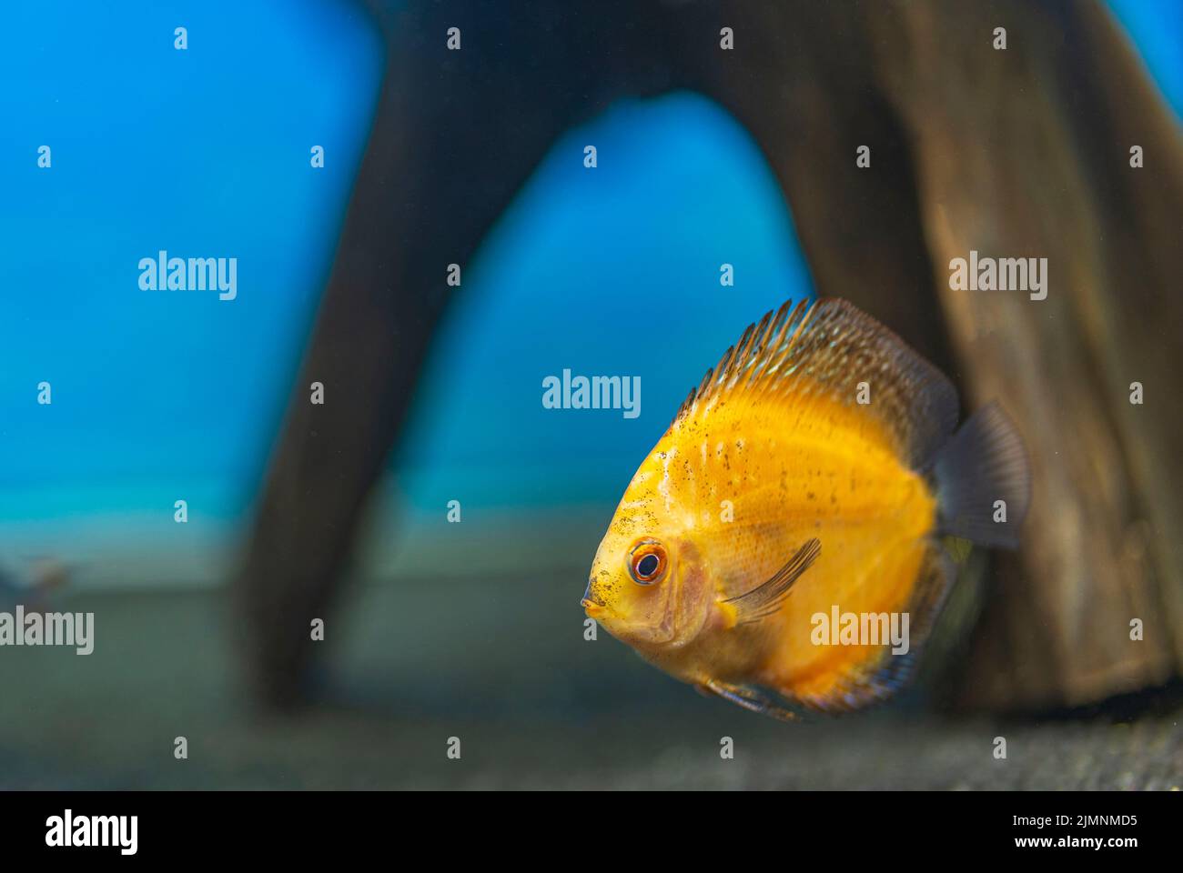 Golden checkerboard discus hi-res stock photography and images - Alamy