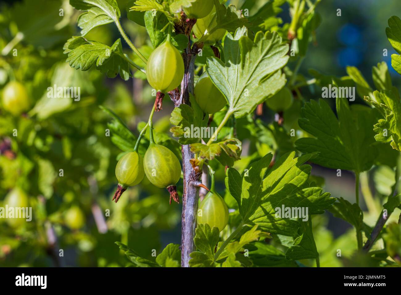 Macro view of green gooseberry bush in early summer Stock Photo - Alamy