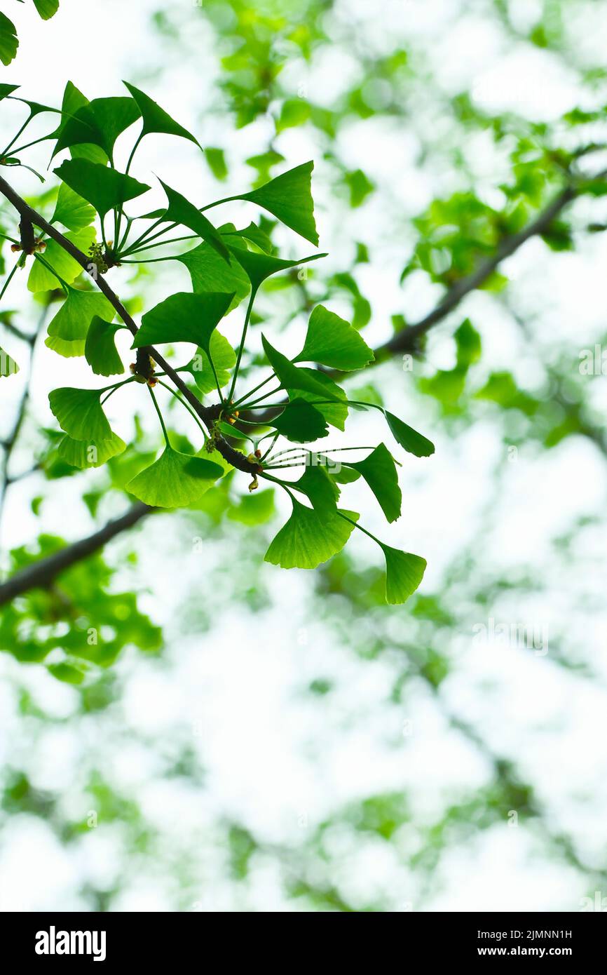 A vertical shot of Ginkgo leaves in a bright blur Stock Photo - Alamy