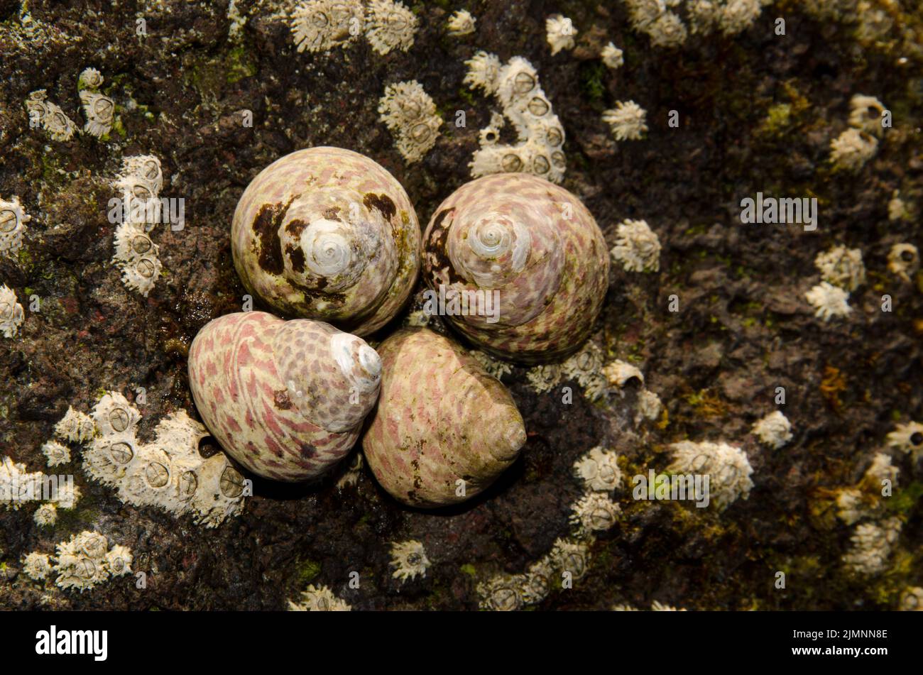Sea snails Phorcus atratus and poli's stellate barnacles Chthamalus ...