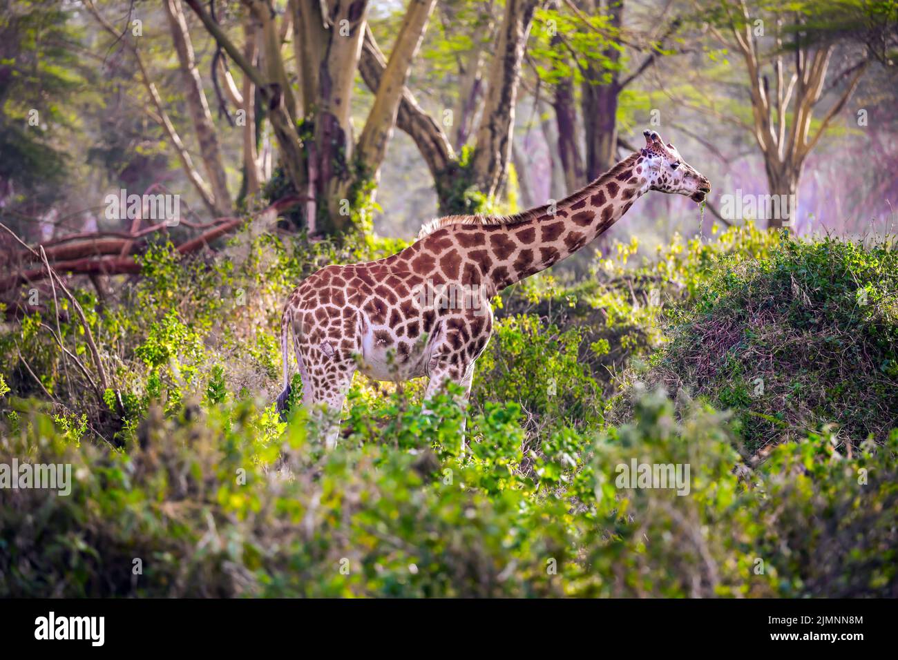 The giraffe grazes desert acacia Stock Photo - Alamy