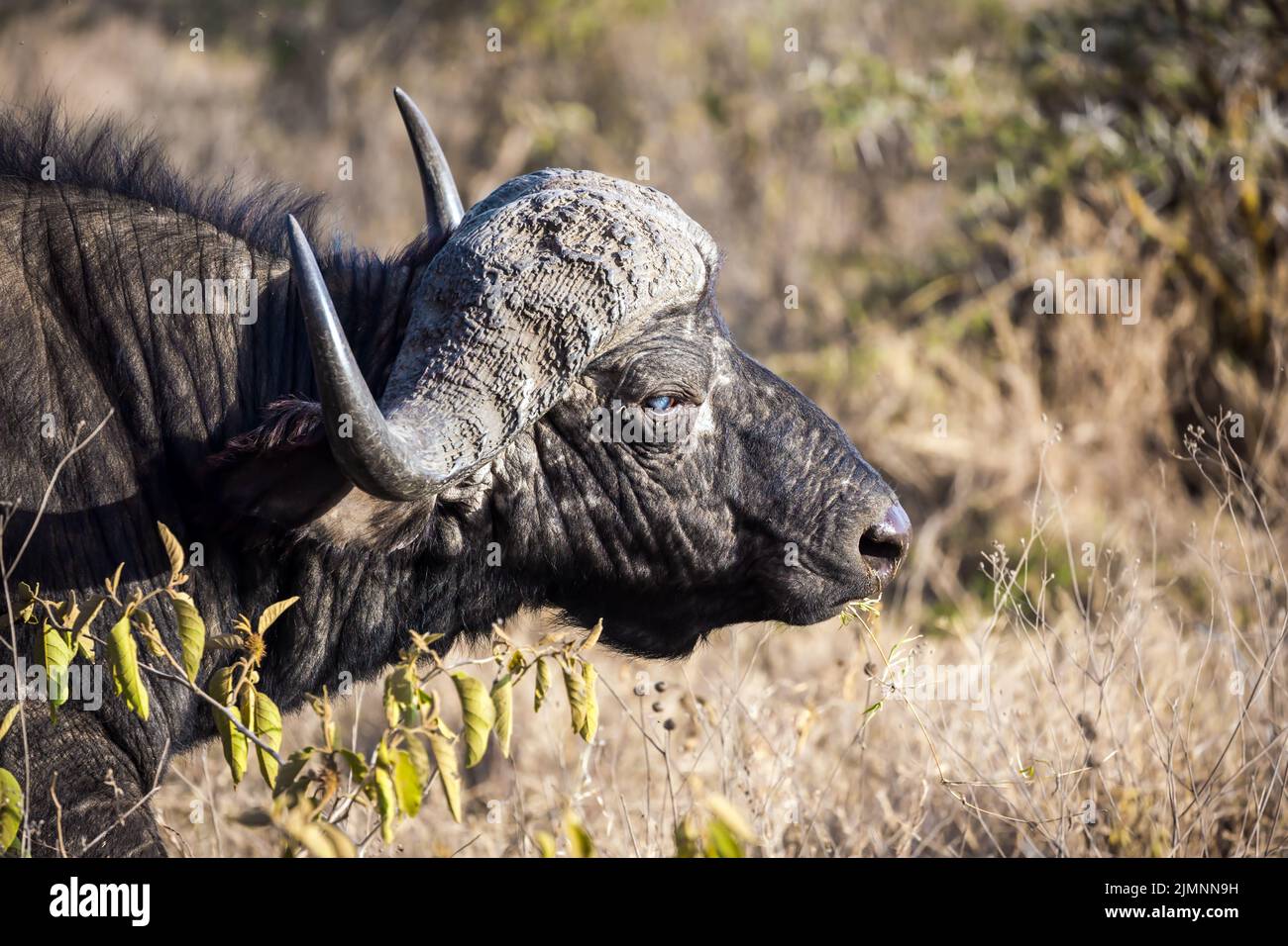 Buffalo herbivorous hi-res stock photography and images - Alamy