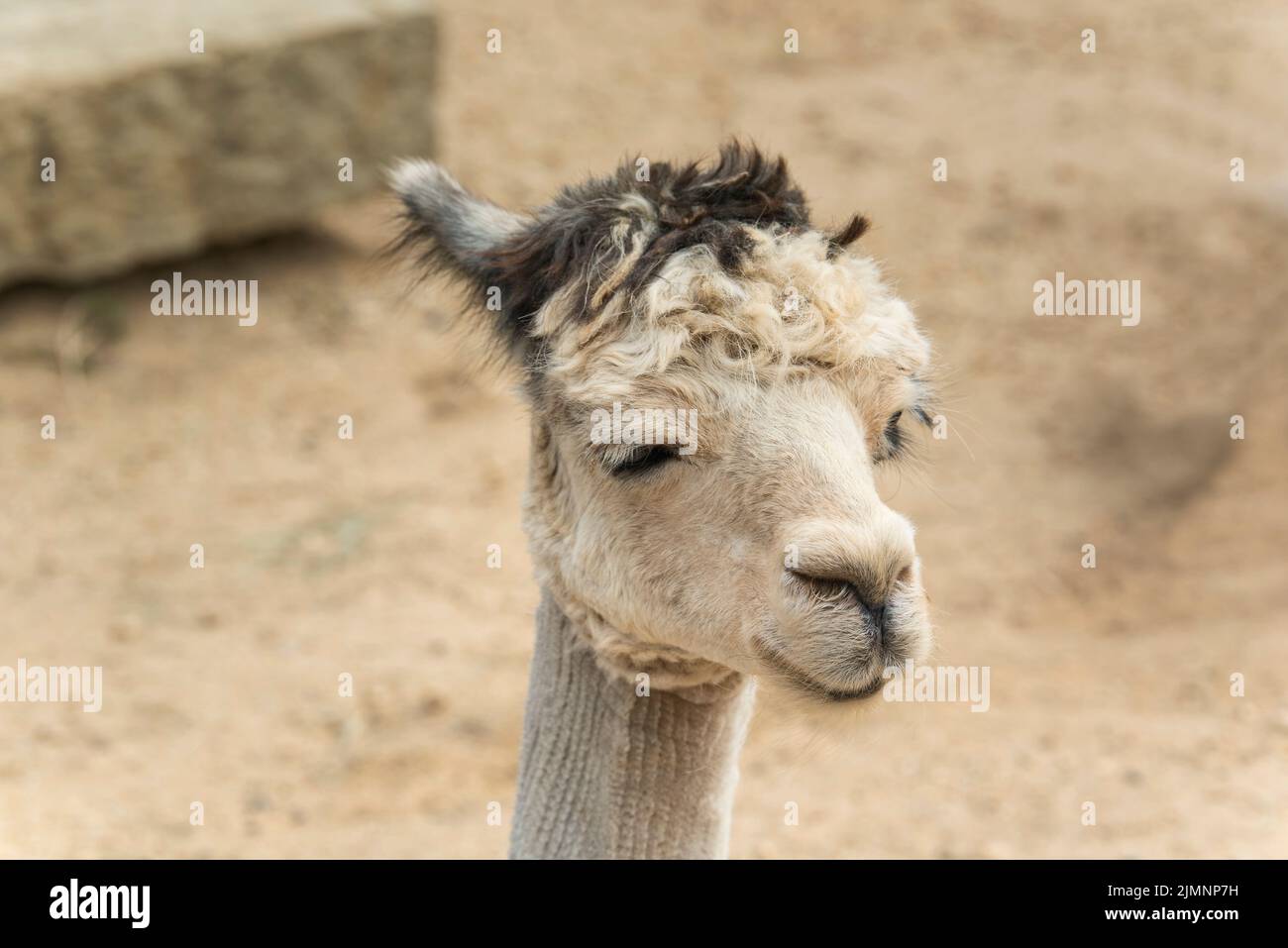 a white alpaca on a farm in oak bluffs Massachusetts on Martha's ...