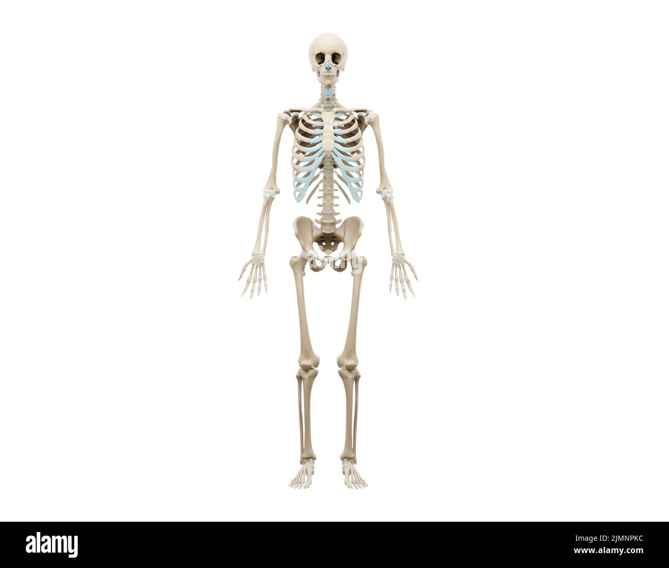 3d rendered medically accurate illustration of a human skeleton Stock ...