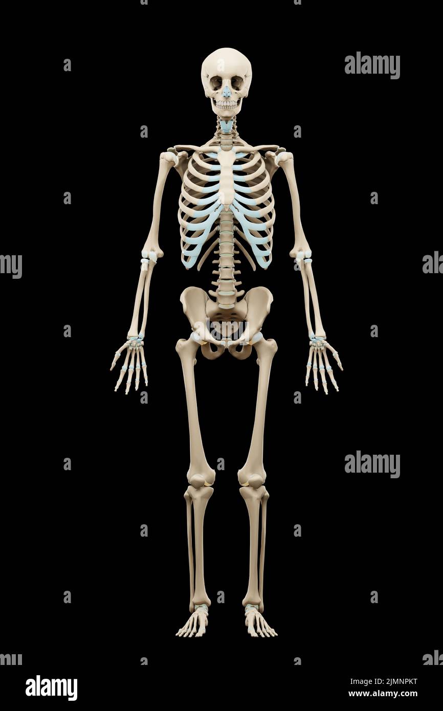 3d rendered medically accurate illustration of a human skeleton Stock ...
