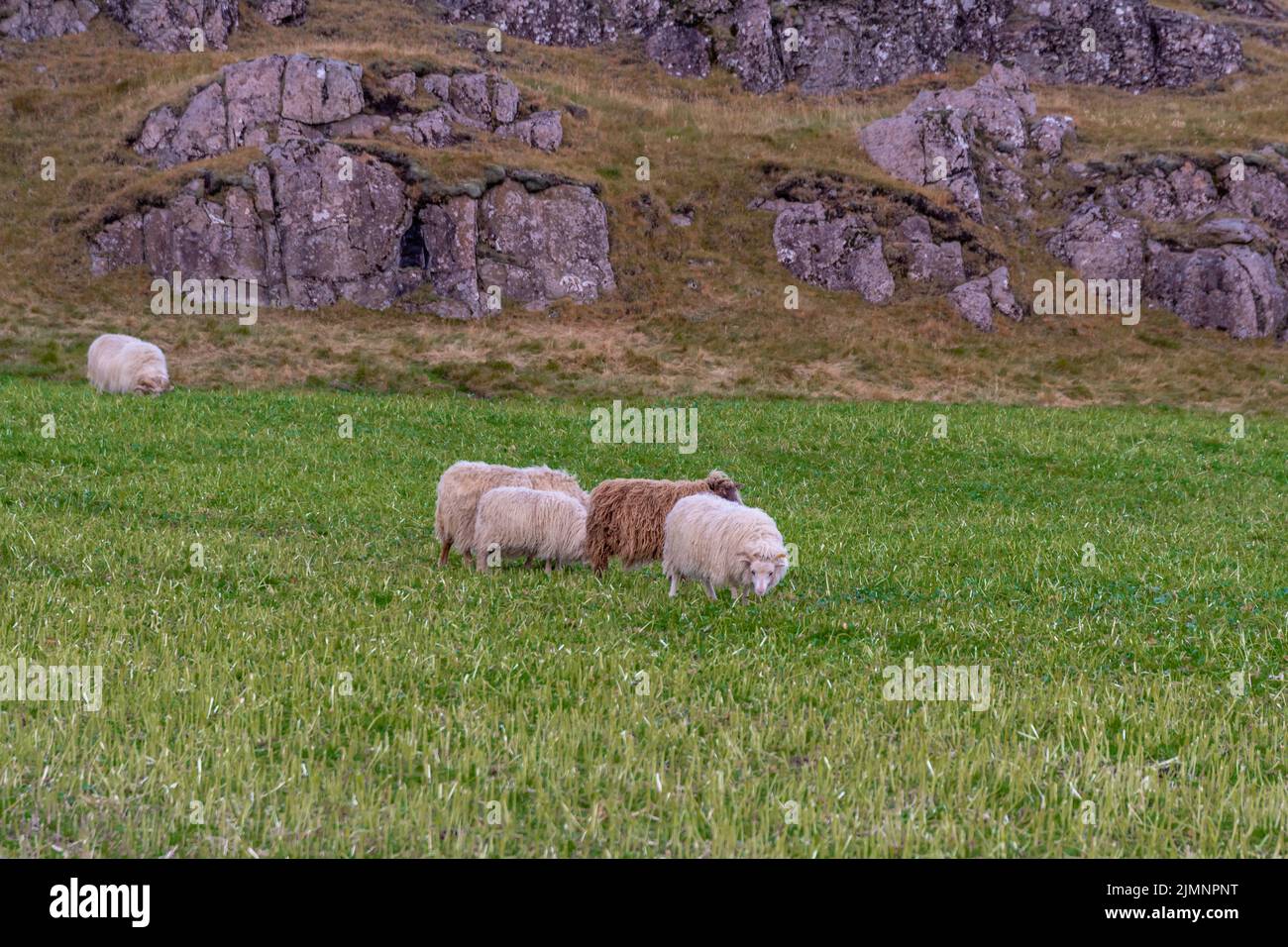 happy sheep in the mountains of Iceland Stock Photo - Alamy
