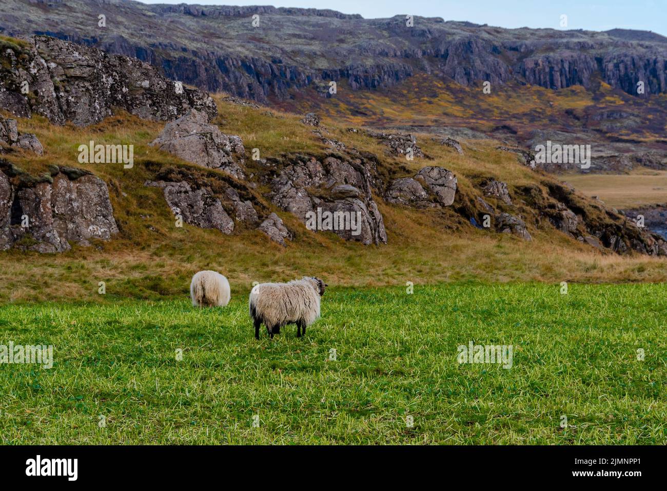 happy sheep in the mountains of Iceland Stock Photo - Alamy