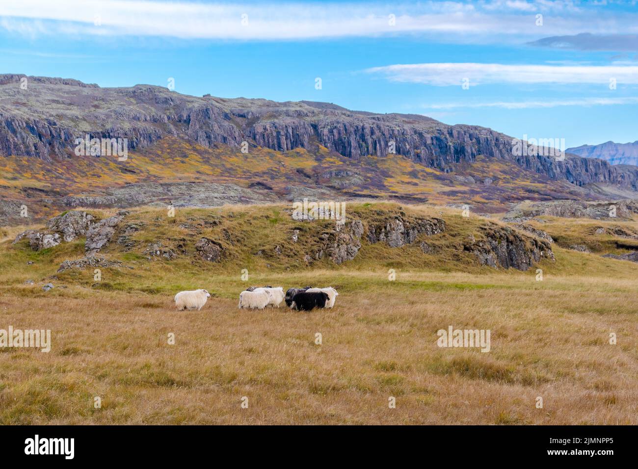 happy sheep in the mountains of Iceland Stock Photo - Alamy
