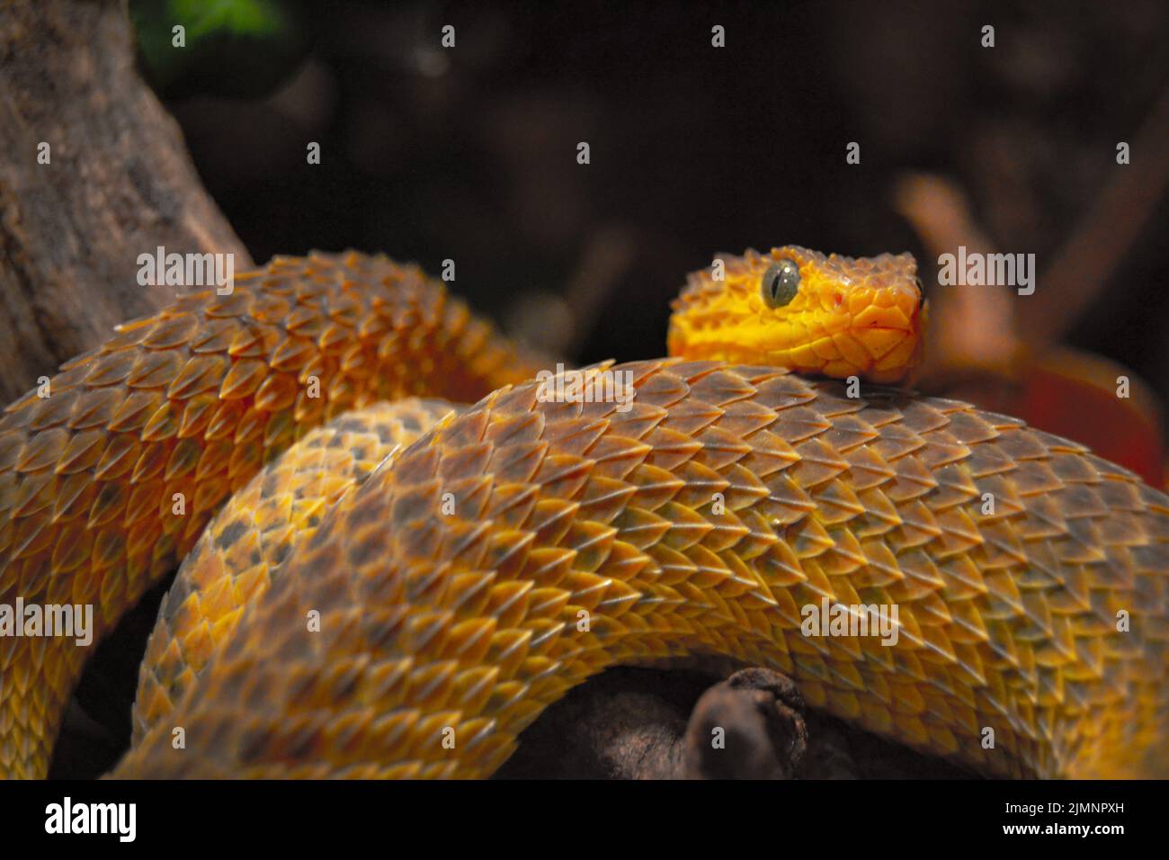 Bush viper gold hi-res stock photography and images - Alamy