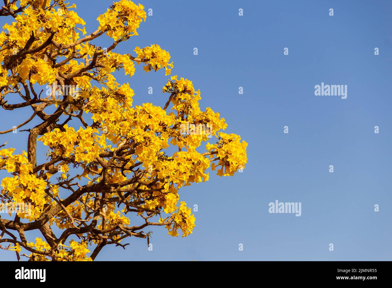 Goiania, Goiás, Brazil – July 08, 2022: Yellow flowered ipe. Details of ...