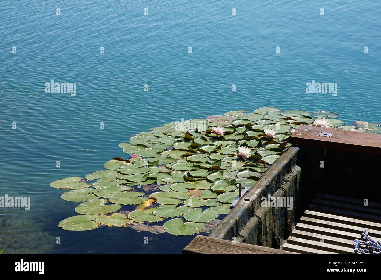 Philippsburg huttenheim quarry pond hi-res stock photography and images ...