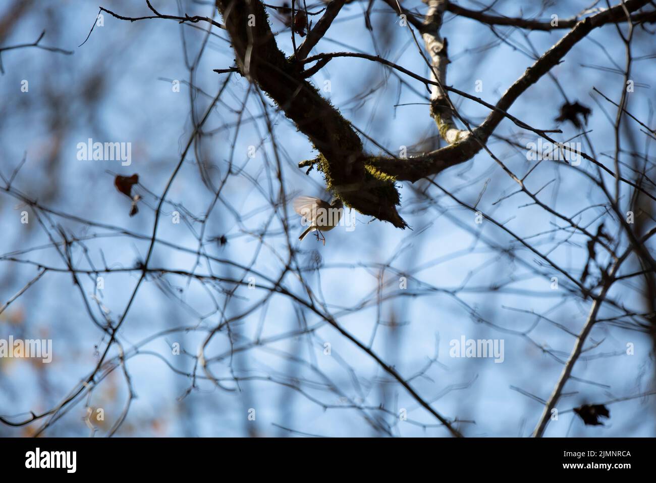 Ruby-crowned kinglet (Regulus calendula) foraging as it flutters below ...