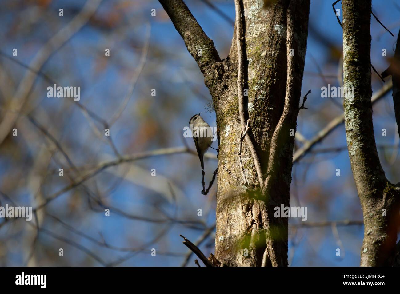 Golden-crowned kinglet (Regulus satrapa) walking along a tree Stock ...