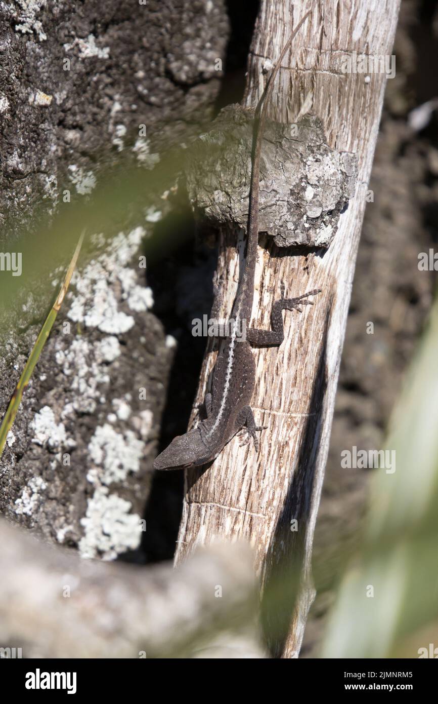 Brown-phase green anole (Anolis carolinensis) turning its head to look ...