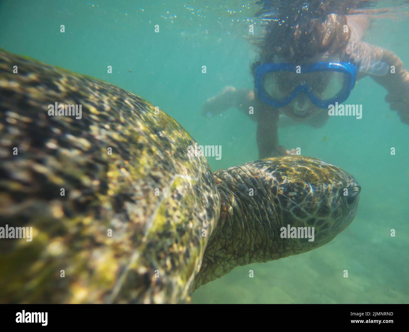 Turtle and boy Stock Photo - Alamy