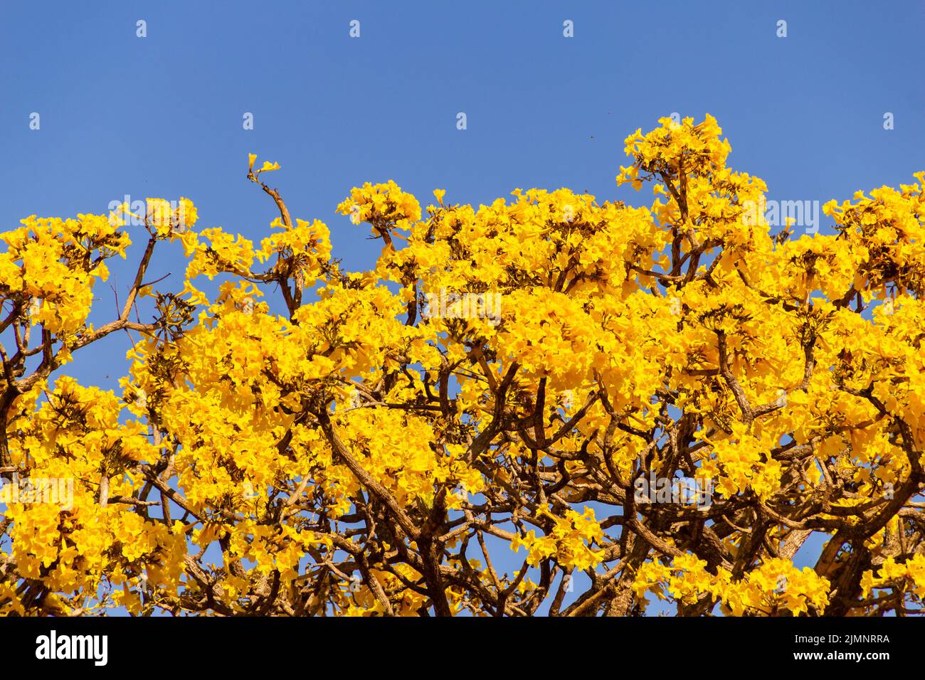 Goiania, Goiás, Brazil – July 08, 2022: Yellow flowered ipe. Details of ...