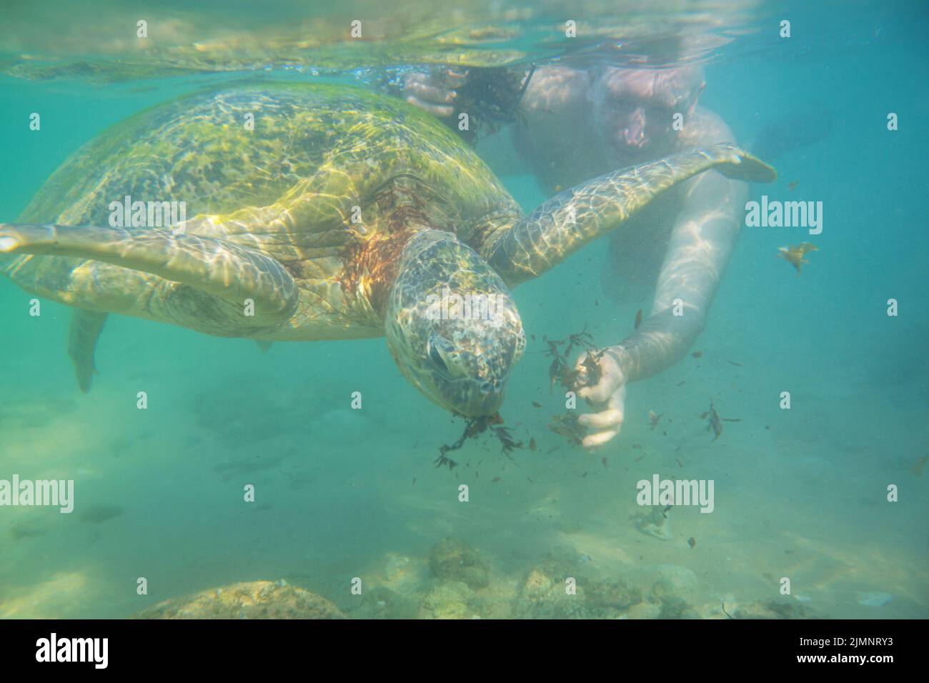 Turtle and boy Stock Photo - Alamy
