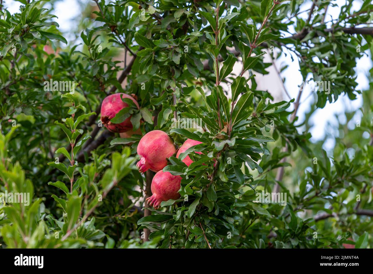 Pomegranate hanging from tree. Punica granatum. Pomegranate fruit ...