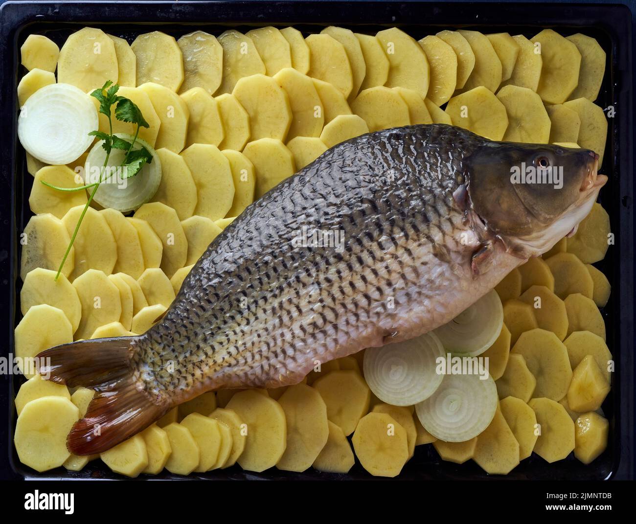 Raw carp, whole fish with sliced potatoes on tray on blue background ...