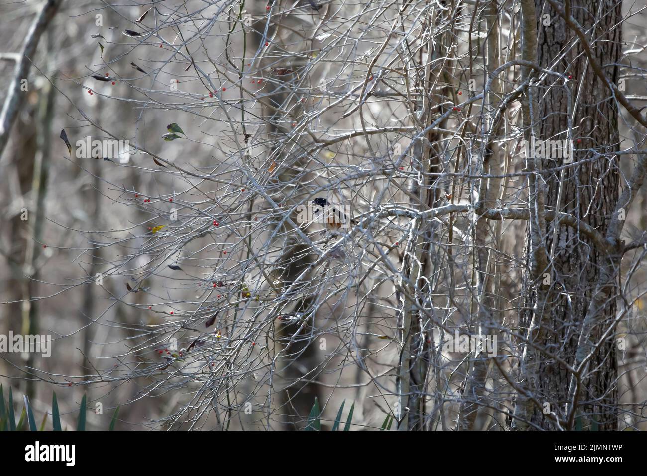 Male eastern towhee (Pipilo erythrophthalmus) looking around curiously ...
