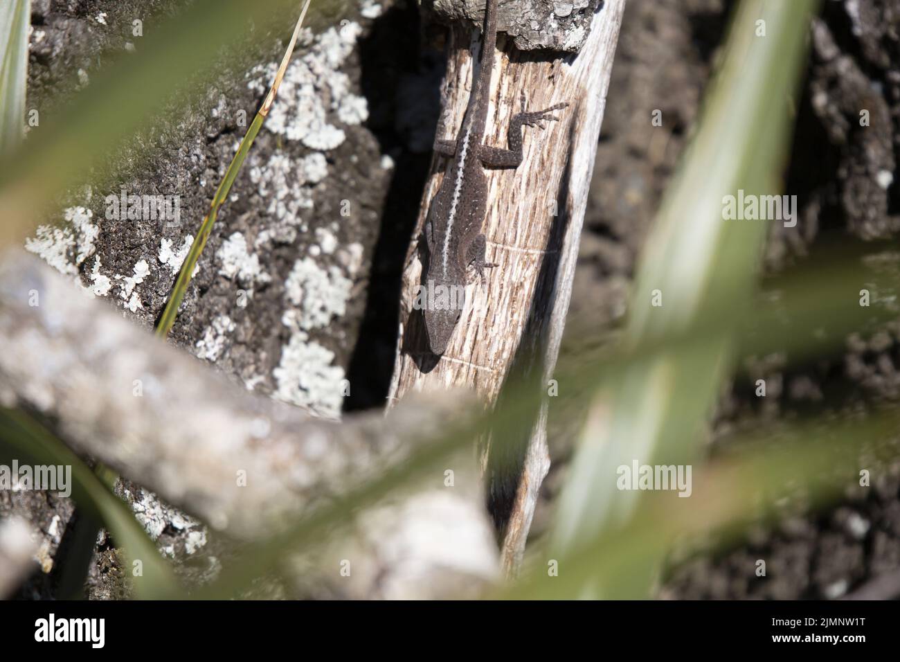 Brown-phase green anole (Anolis carolinensis) completely still on a ...
