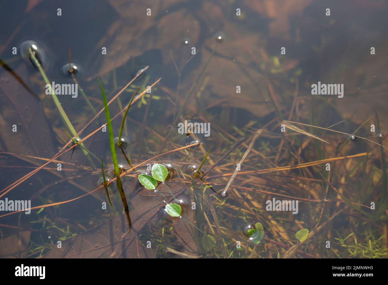 Water strider (Gerridae) bug on top of a puddle filled with grass and ...