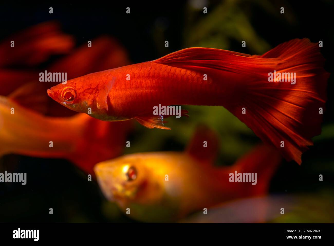 Body Parts Of Goldfish And Guppies