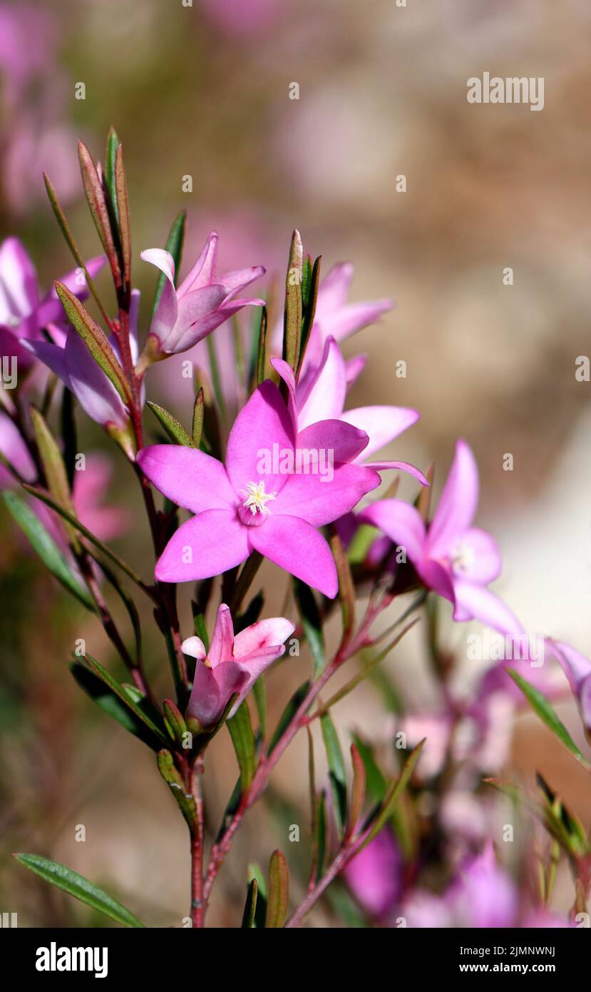 Vibrant pink star shaped flowers of the Australian native waxflower ...