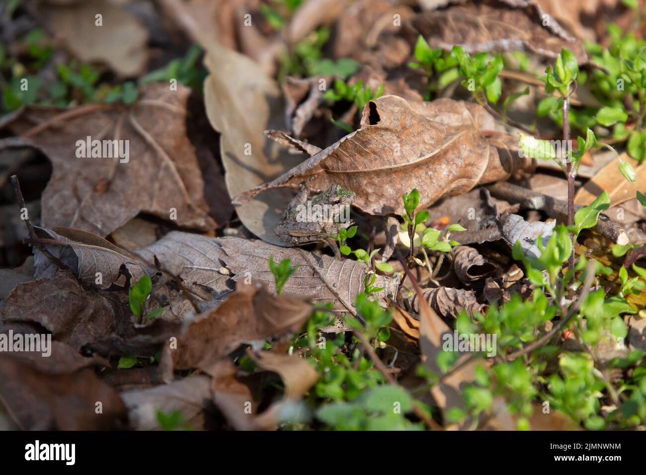Northern cricket frog (Acris crepitans) sitting still on the ground ...