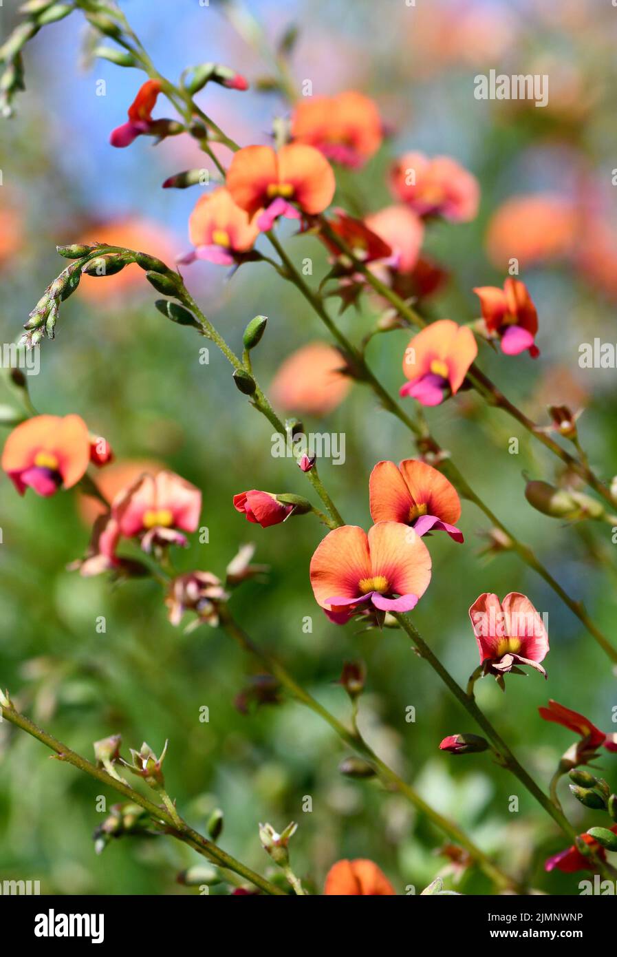 Orange and pink flowers of the Australian Flame Pea, Chorizema cordatum ...