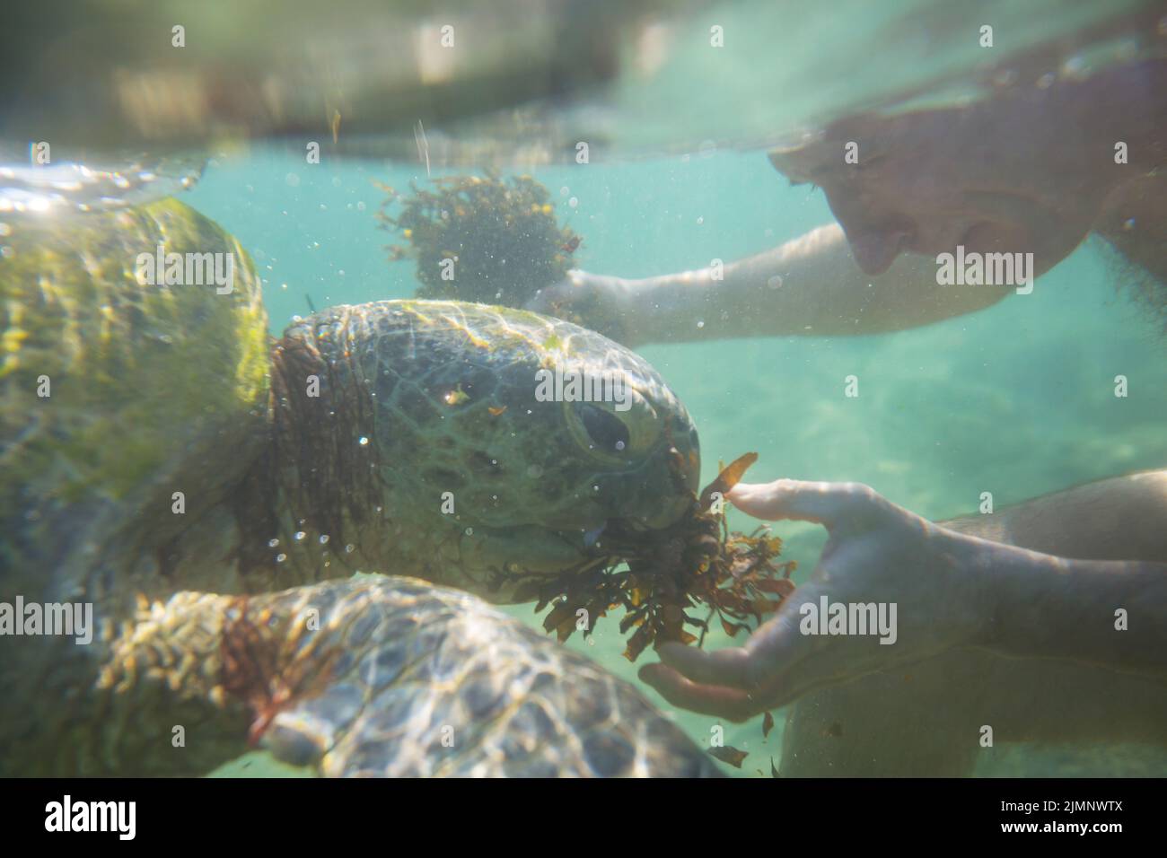 Turtle and boy Stock Photo - Alamy